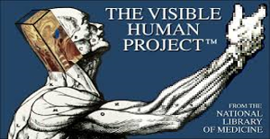 The Visible Human Project®